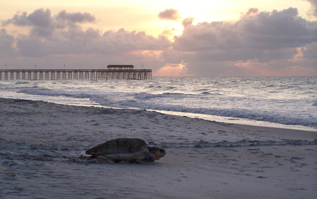 The Best Places to Spot Wildlife in South Carolina – Sucheta Rawal